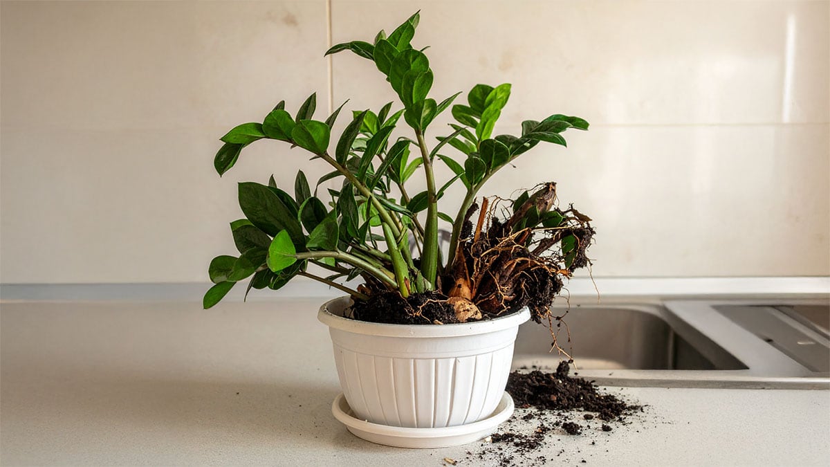 How to Save an Overwatered ZZ Plant: My 4-Action Proven Fix