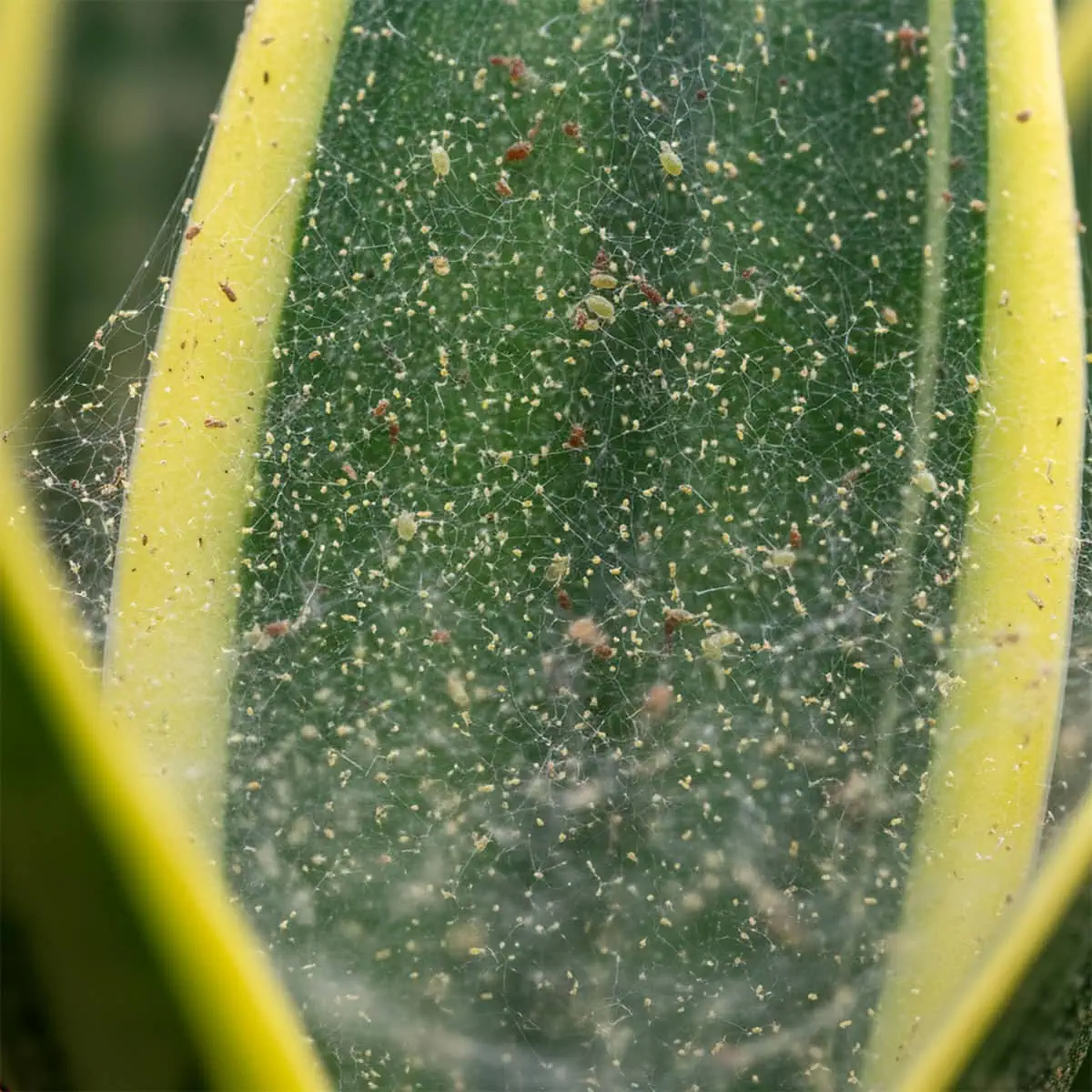 Snake Plant Pests: 2-Type Effective Fix Detection Guide