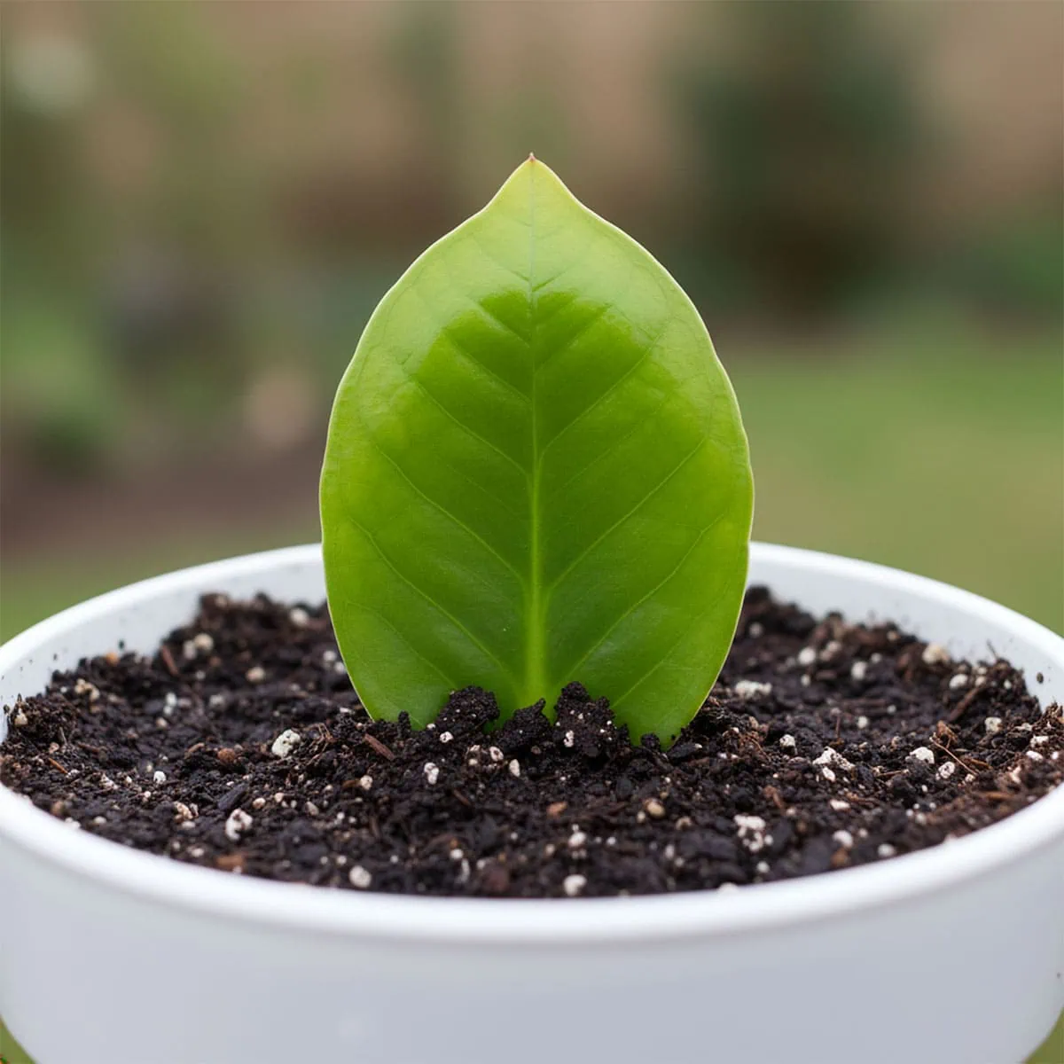 How to Propagate a ZZ Plant: 3 Easy Methods (Full Guide)