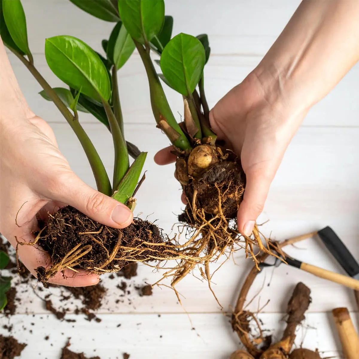 How to Propagate a ZZ Plant: 3 Easy Methods (Full Guide)