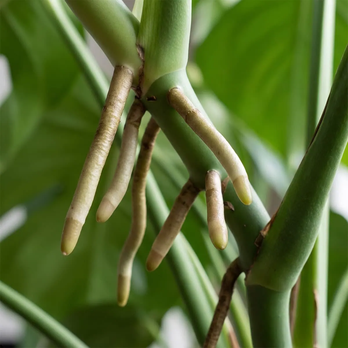 Monstera Aerial Roots: Cut, Bury, or Ignore? (3 Expert Ways)