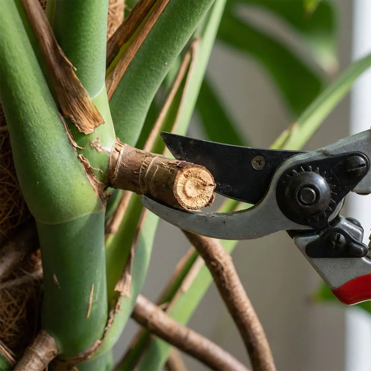 Monstera Aerial Roots: Cut, Bury, or Ignore? (3 Expert Ways)