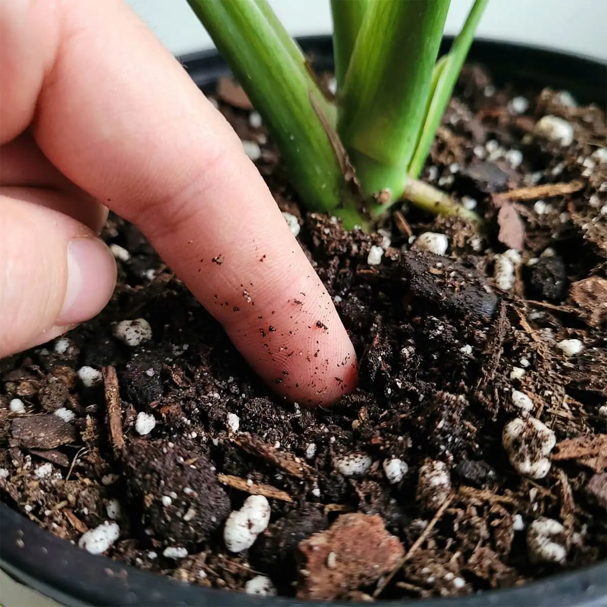 How Often to Water Monstera: My 1 Simple Top-Inch Golden Rule