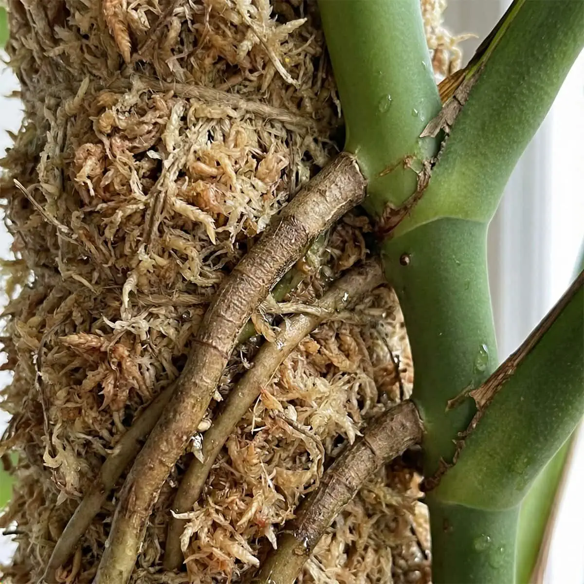 Monstera Aerial Roots: Cut, Bury, or Ignore? (3 Expert Ways)