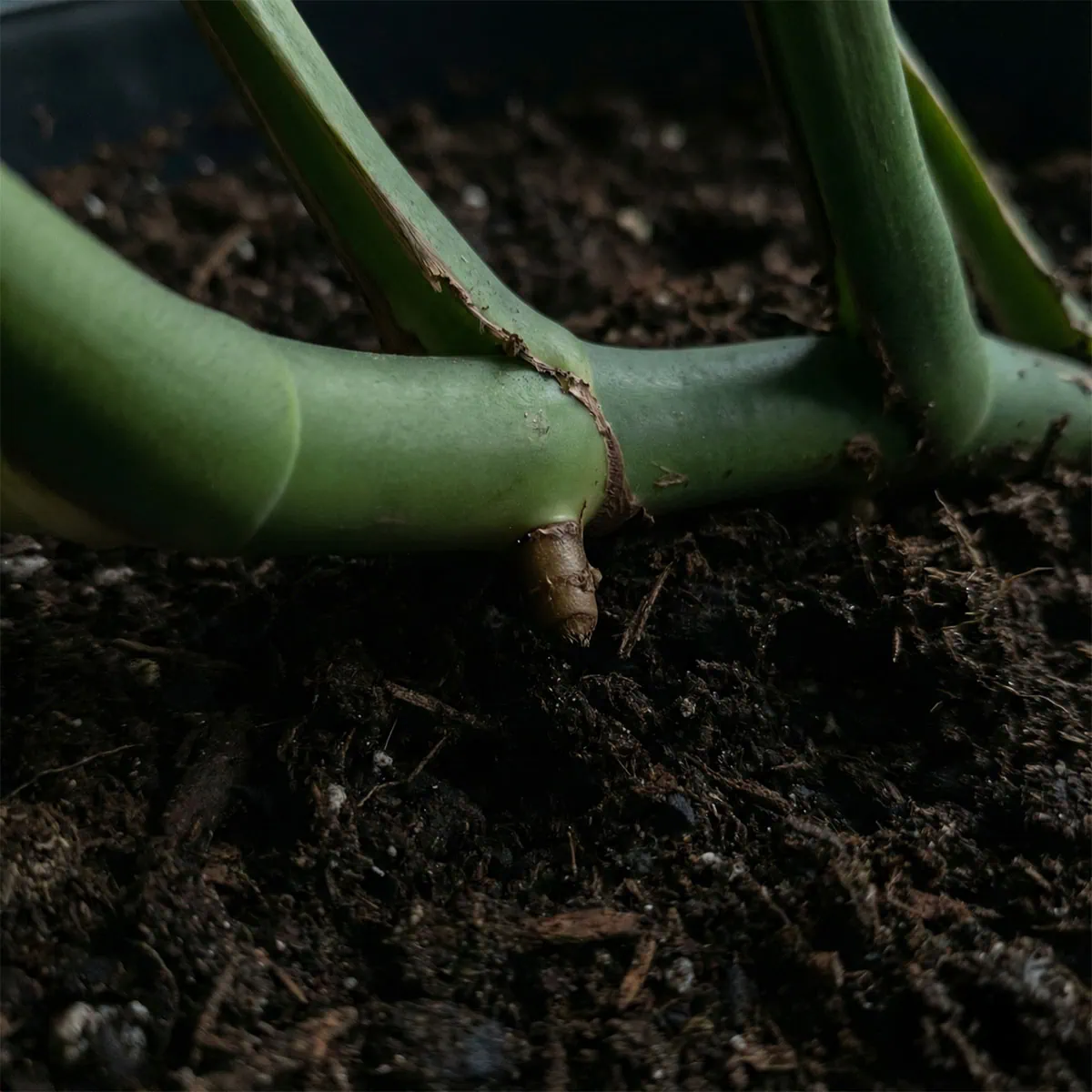 How to Stake a Monstera: 3 Expert Steps for Vertical Growth