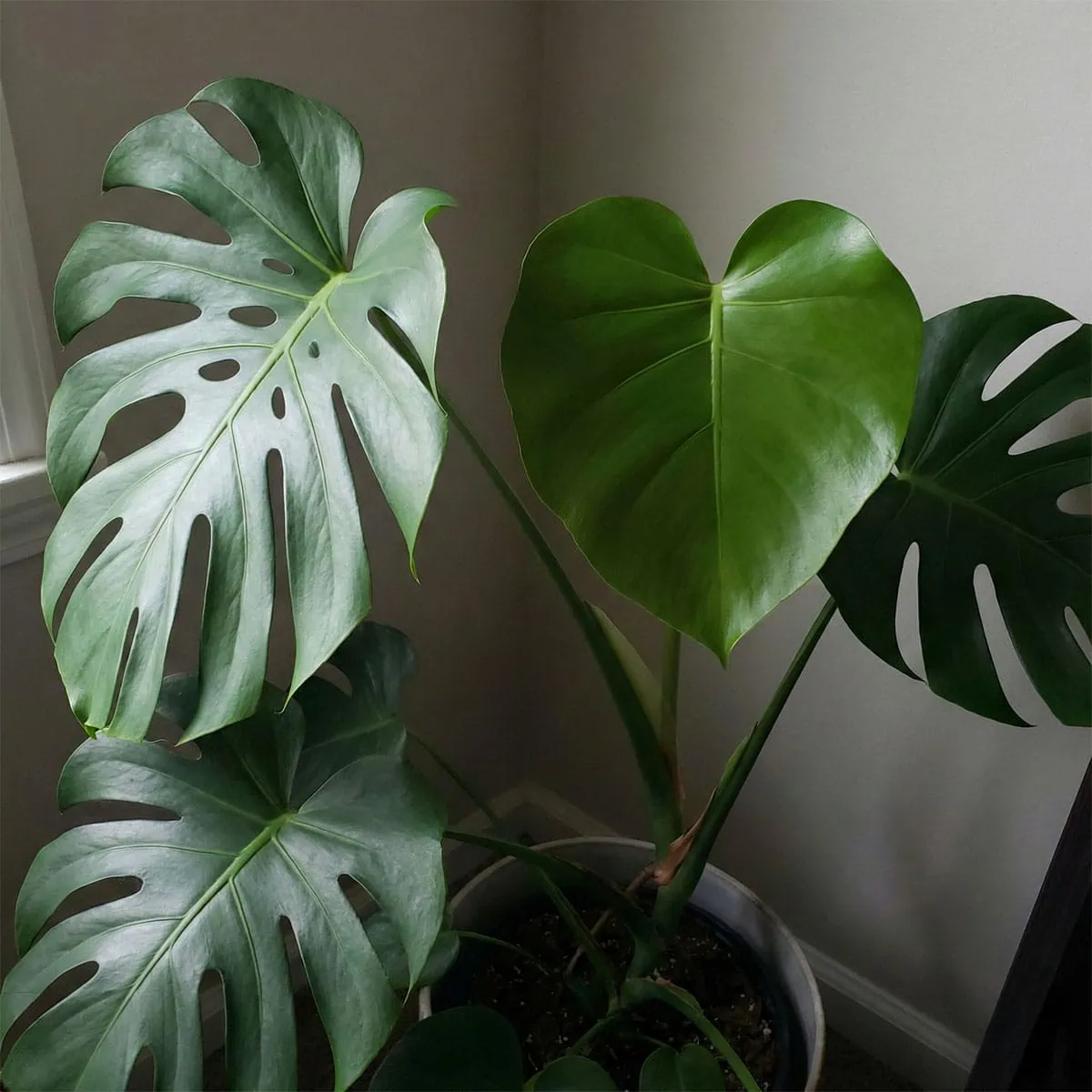 How to Get Monstera Leaves to Split: 3 Expert Tips