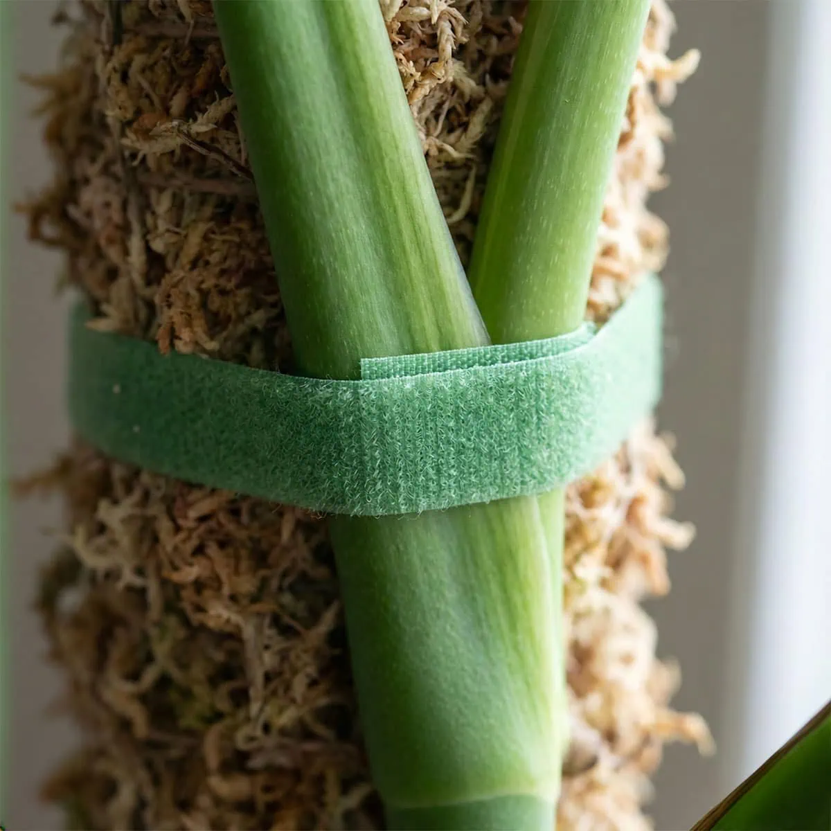 How to Stake a Monstera: 3 Expert Steps for Vertical Growth
