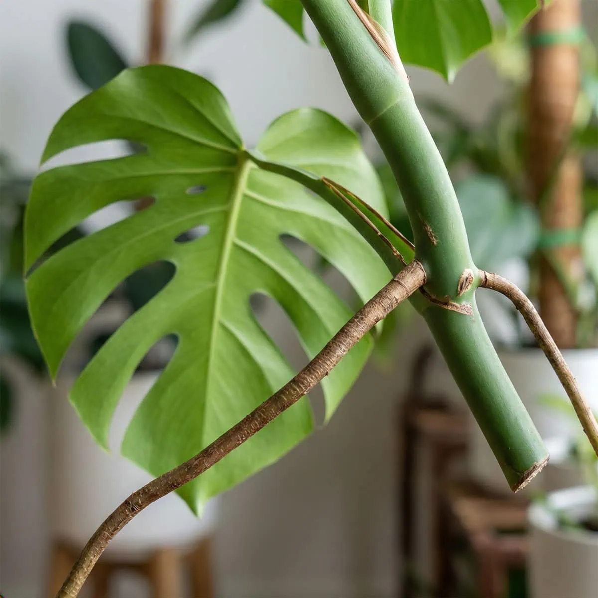 How to Propagate Monstera: The Reliable 4-Step Strategy