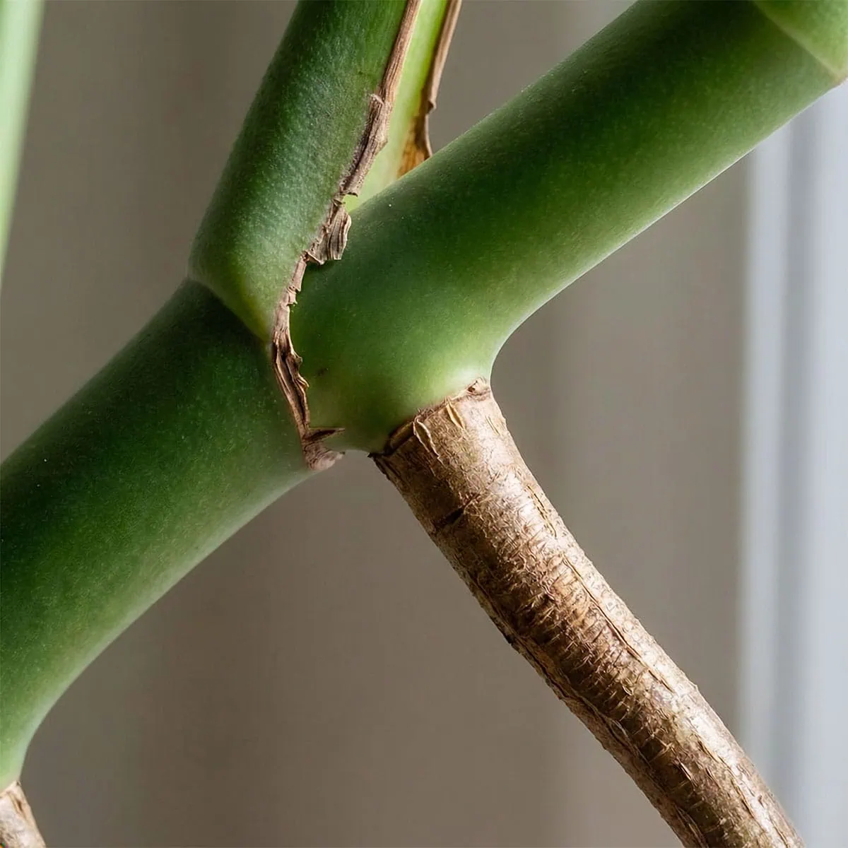 How to Propagate Monstera: The Reliable 4-Step Strategy