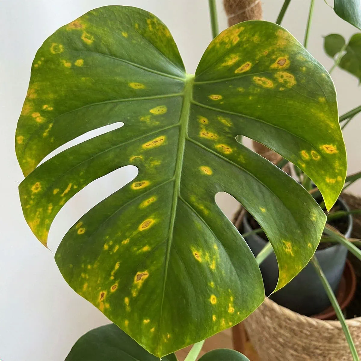 Monstera Leaves Turning Yellow